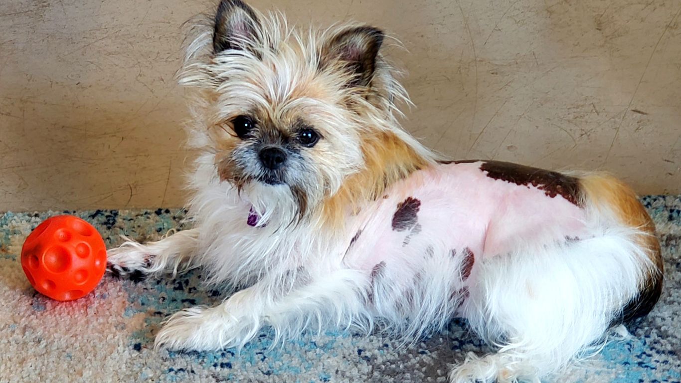 Meet Lola, an Iowa dog that survived excruciating burns - Axios Des Moines