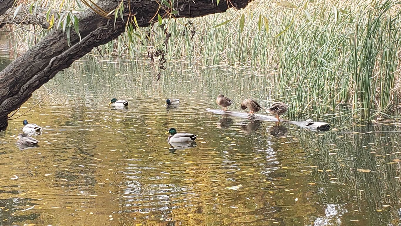 Chicago artist Tony Fitzpatrick plans out his best day ever - Axios Chicago