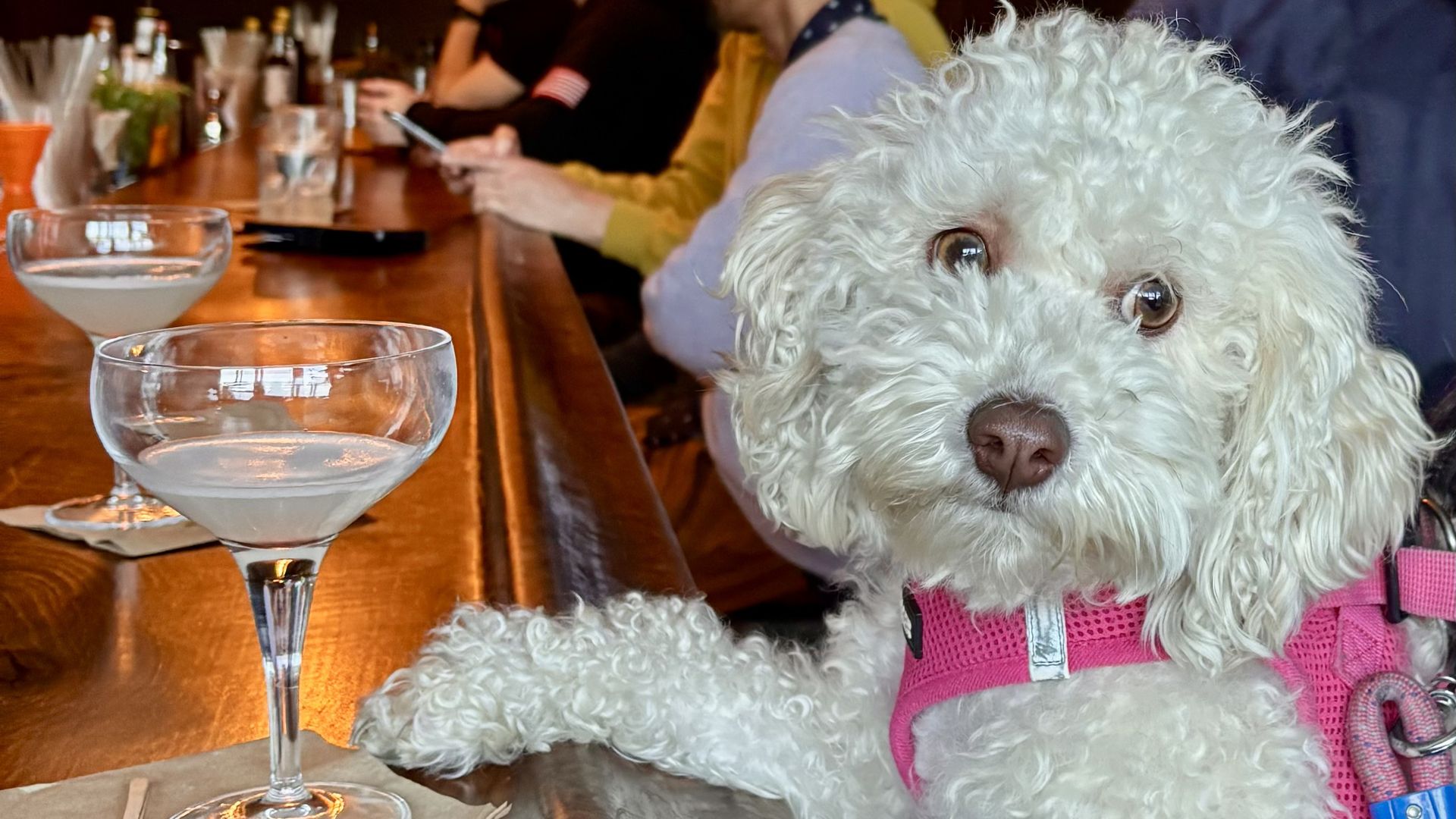 10 dog-friendly San Francisco bars - Axios San Francisco