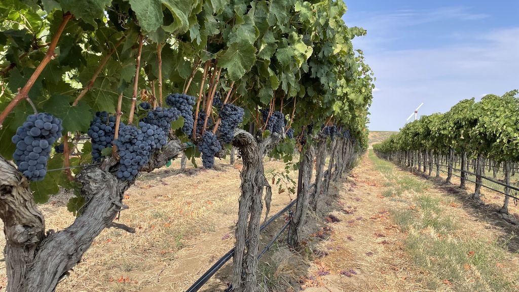 Washington wine industry threatened by wildfire smoke - Axios Seattle Washington wine industry threatened by wildfire smoke - Axios Seattle