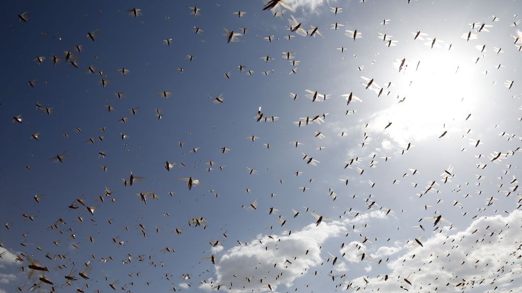 Researchers find scent behind some devastating locust swarms
