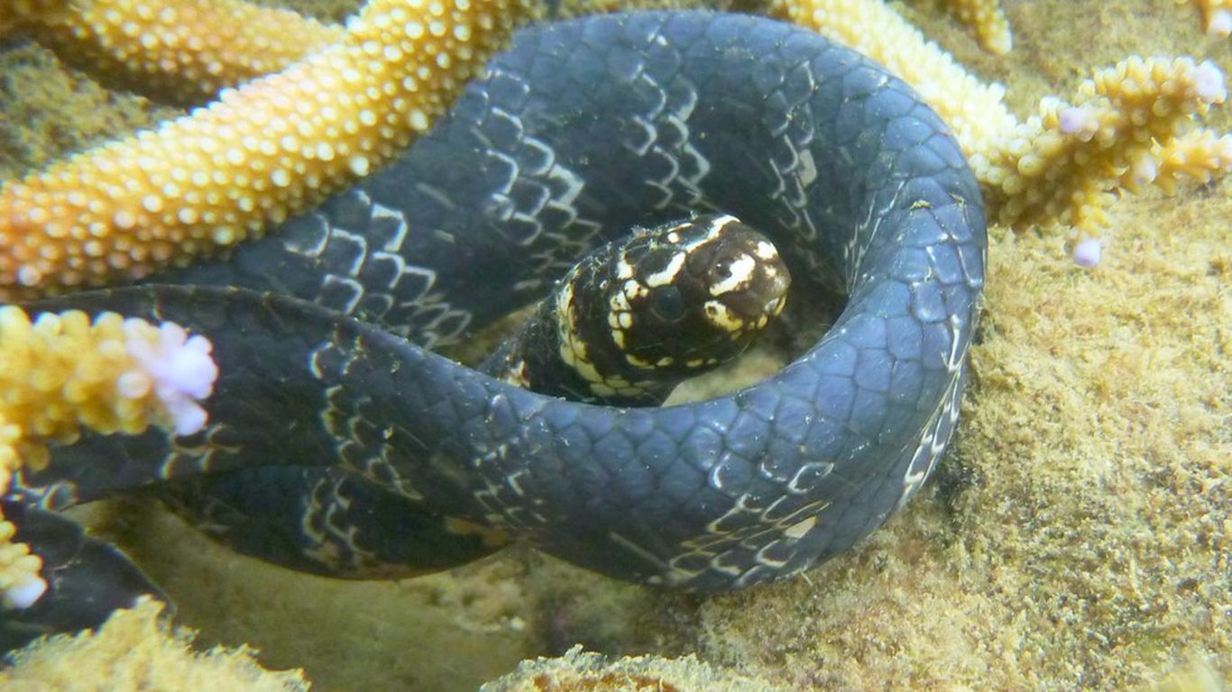 Urban sea snakes shed stripes — and pollutants