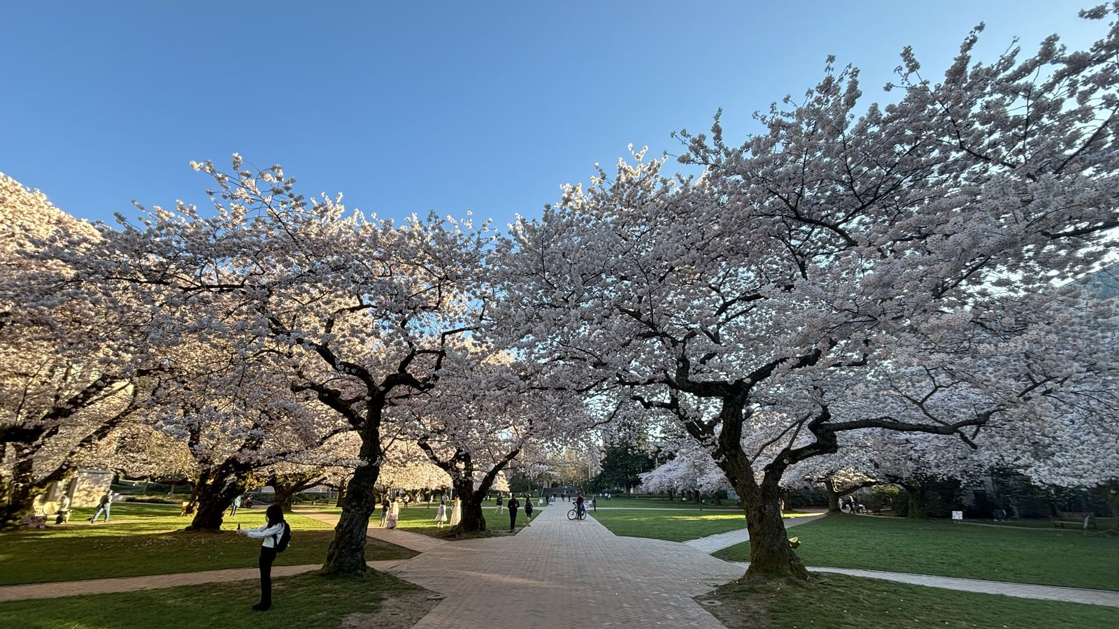 Peak cherry blossom bloom arrives in Seattle - Axios Seattle