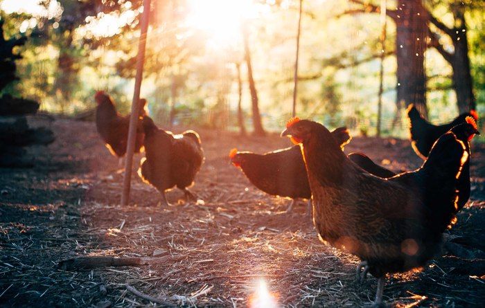 Nourish hosted a gorgeous vegan farm dinner that even meat eaters can ...
