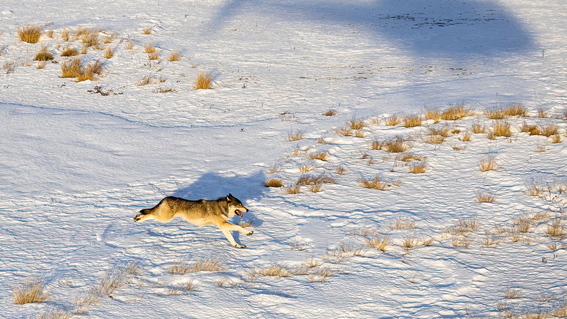 Colorado tests drones in fight to protect cattle from wolves - Axios Denver