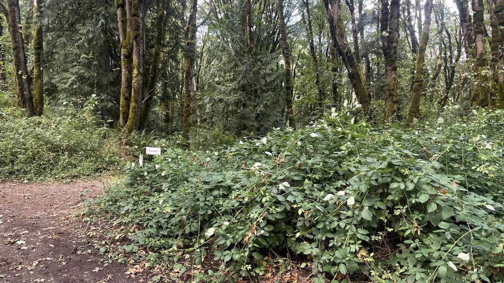 How much invasive species like Himalayan blackberries cost Oregon ...