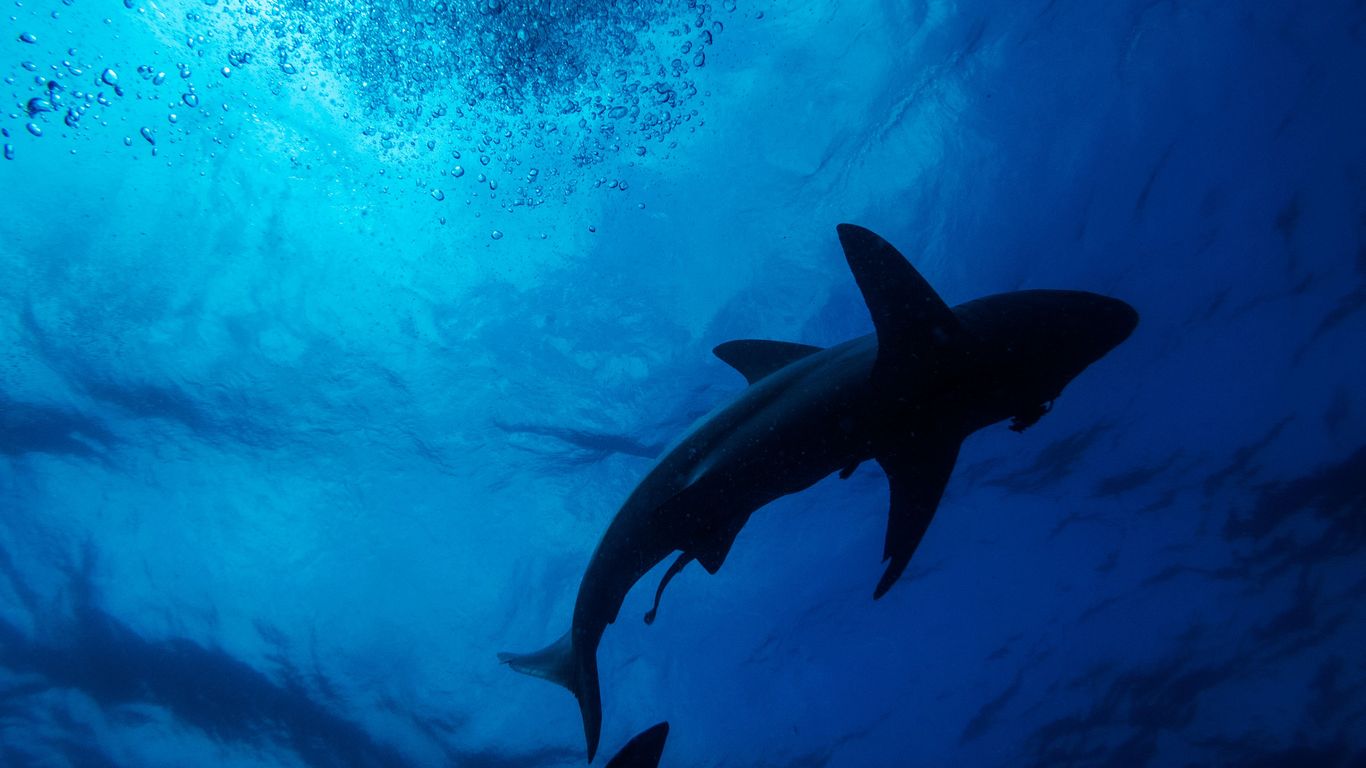 Global oceanic shark and ray populations have dropped 71% since 1970