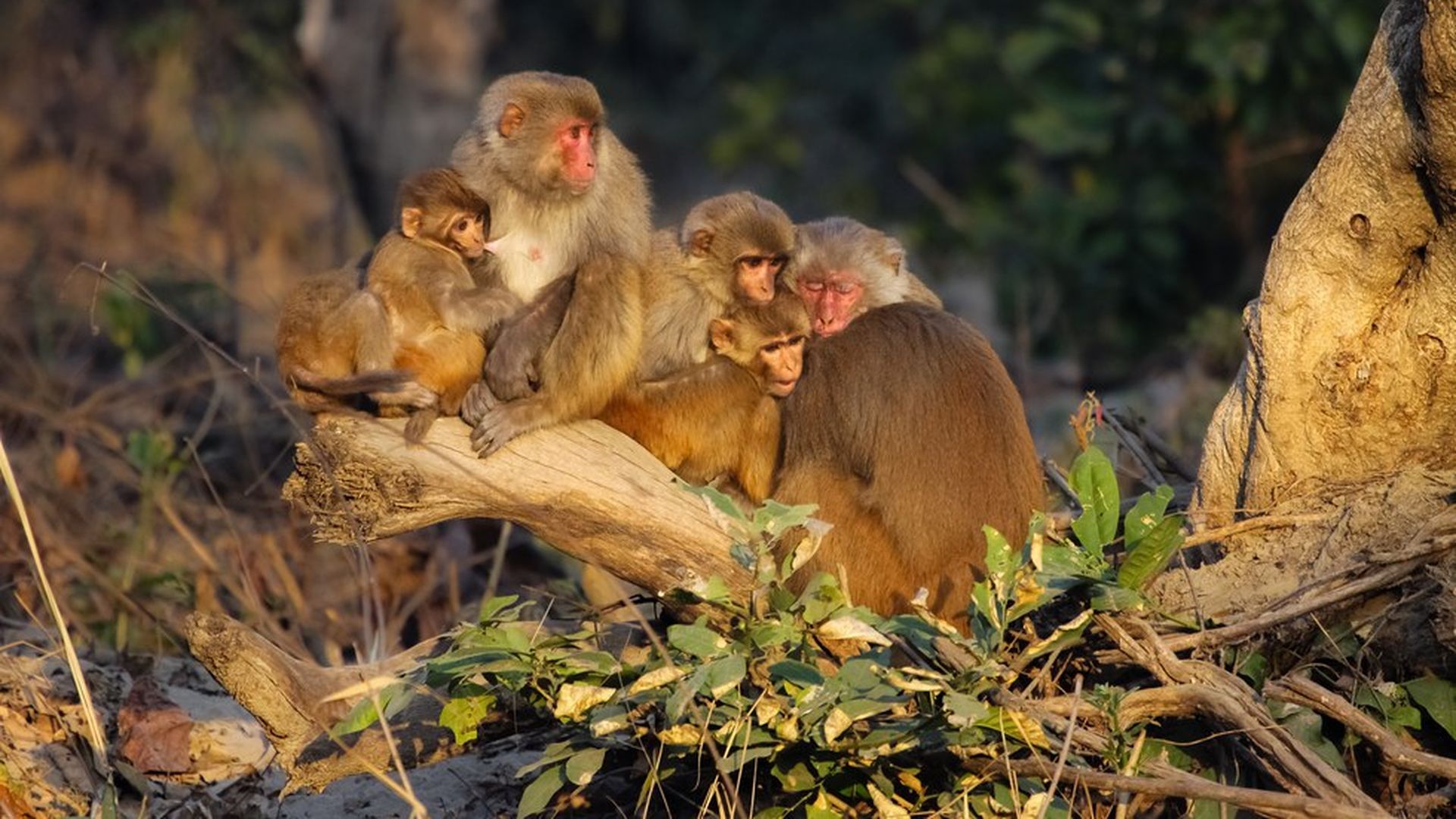 For better science, give lab primates companions