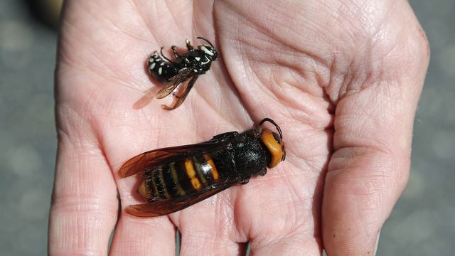 Murder hornets have been eradicated in the U.S., officials say - Axios ...