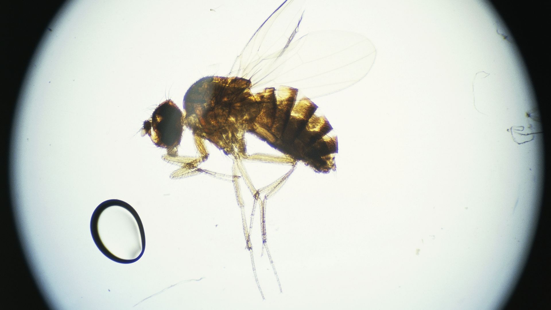 Fruit flies may unlock anti-aging clues, ISU research team finds - Axios Des Moines