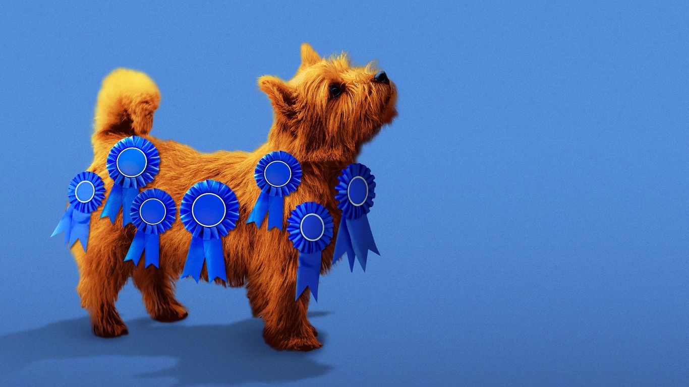 Terriers lead the pack at the National Dog Show in Philadelphia - Axios ...