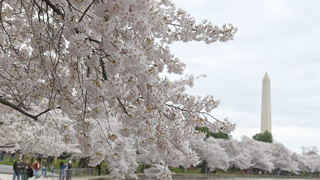 D.C. cherry blossom trees face climate change threats - Axios ...