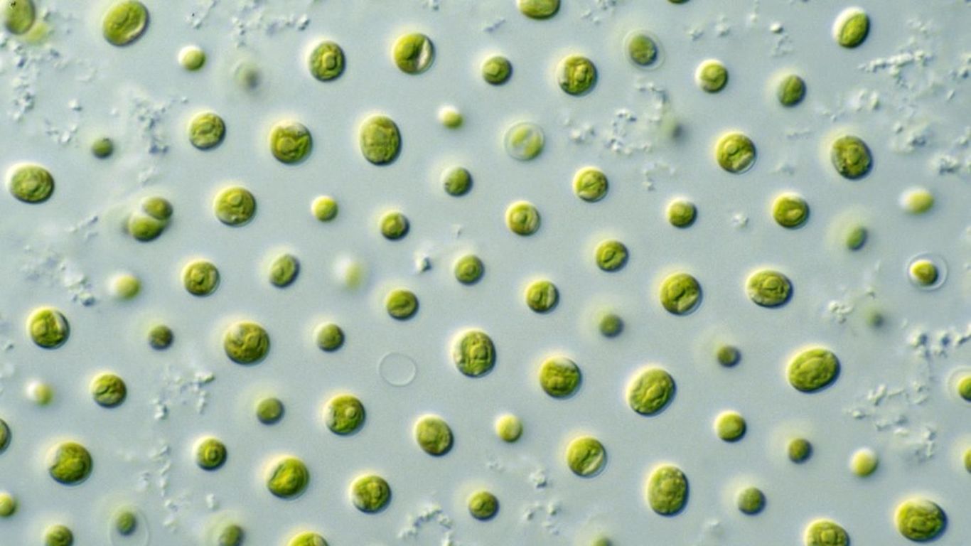 Engineered algae can finally produce enough oil for biofuel