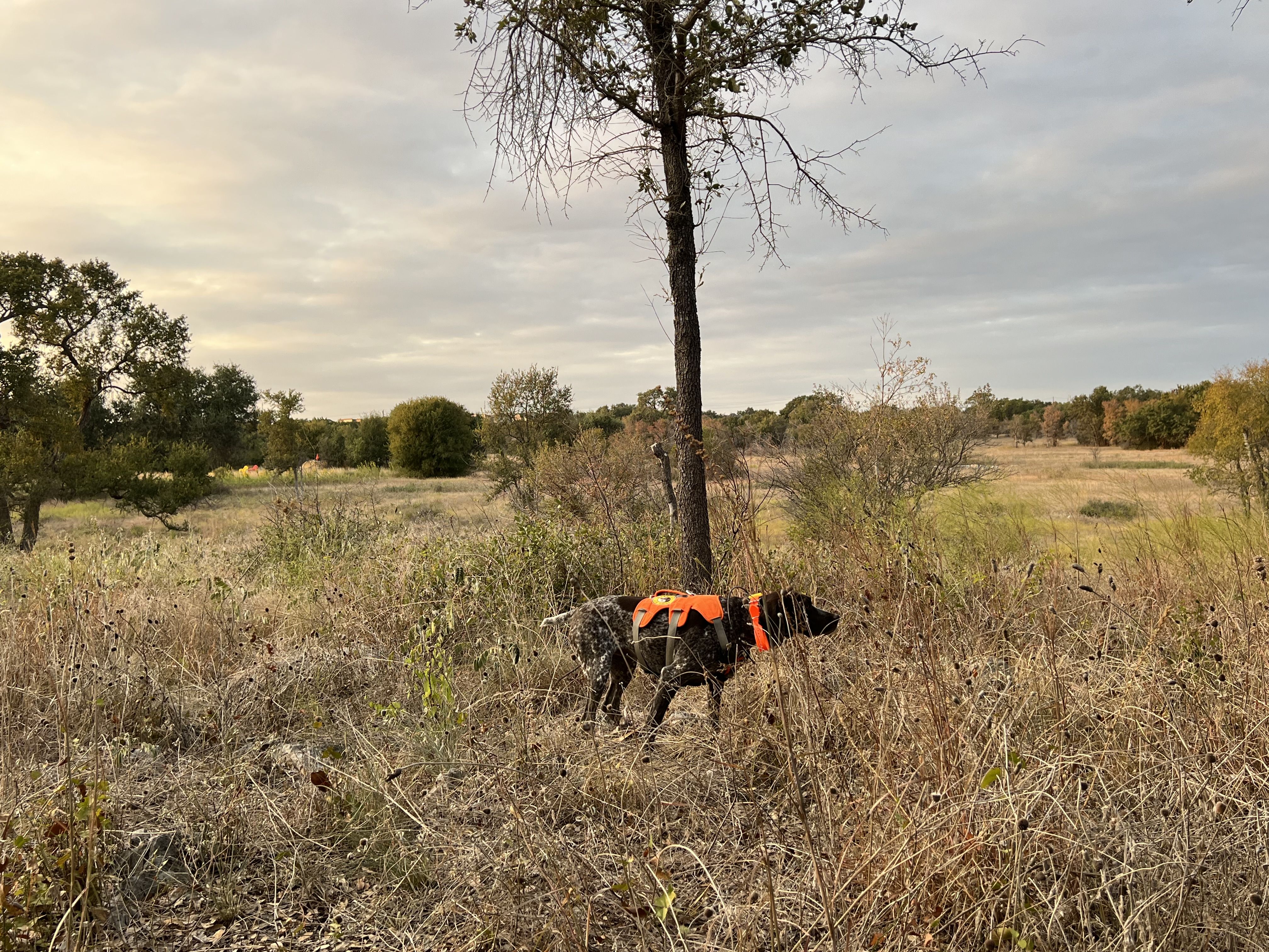 What bee-sniffing dogs could teach us about pollinators - Axios Austin