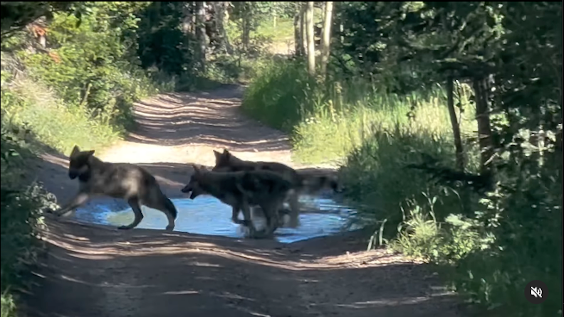 Video: 3 gray wolf pups confirmed in Colorado seen playing in puddle ...