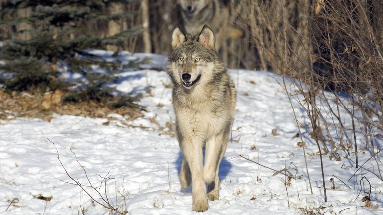 Scientists: Pup births mark hope for Isle Royale wolves