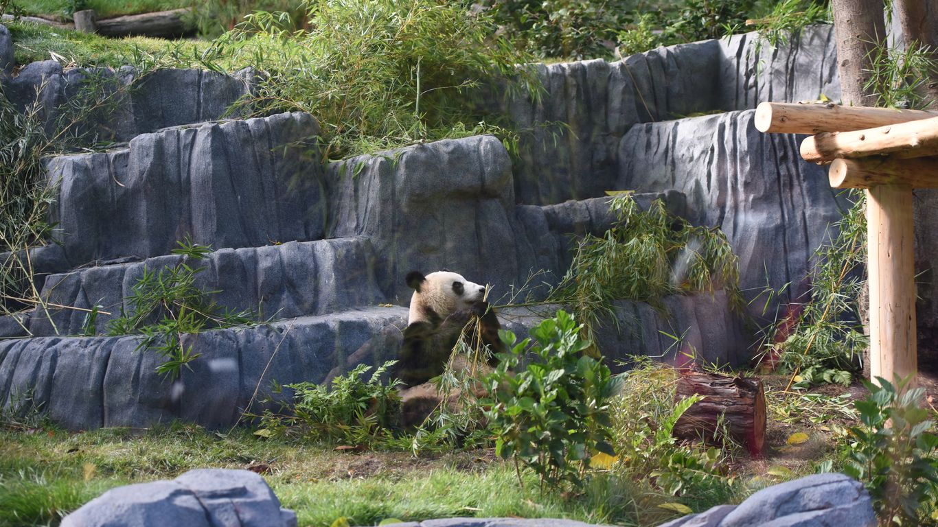 NYT investigation: Panda conservation efforts by China and U.S. zoos ...