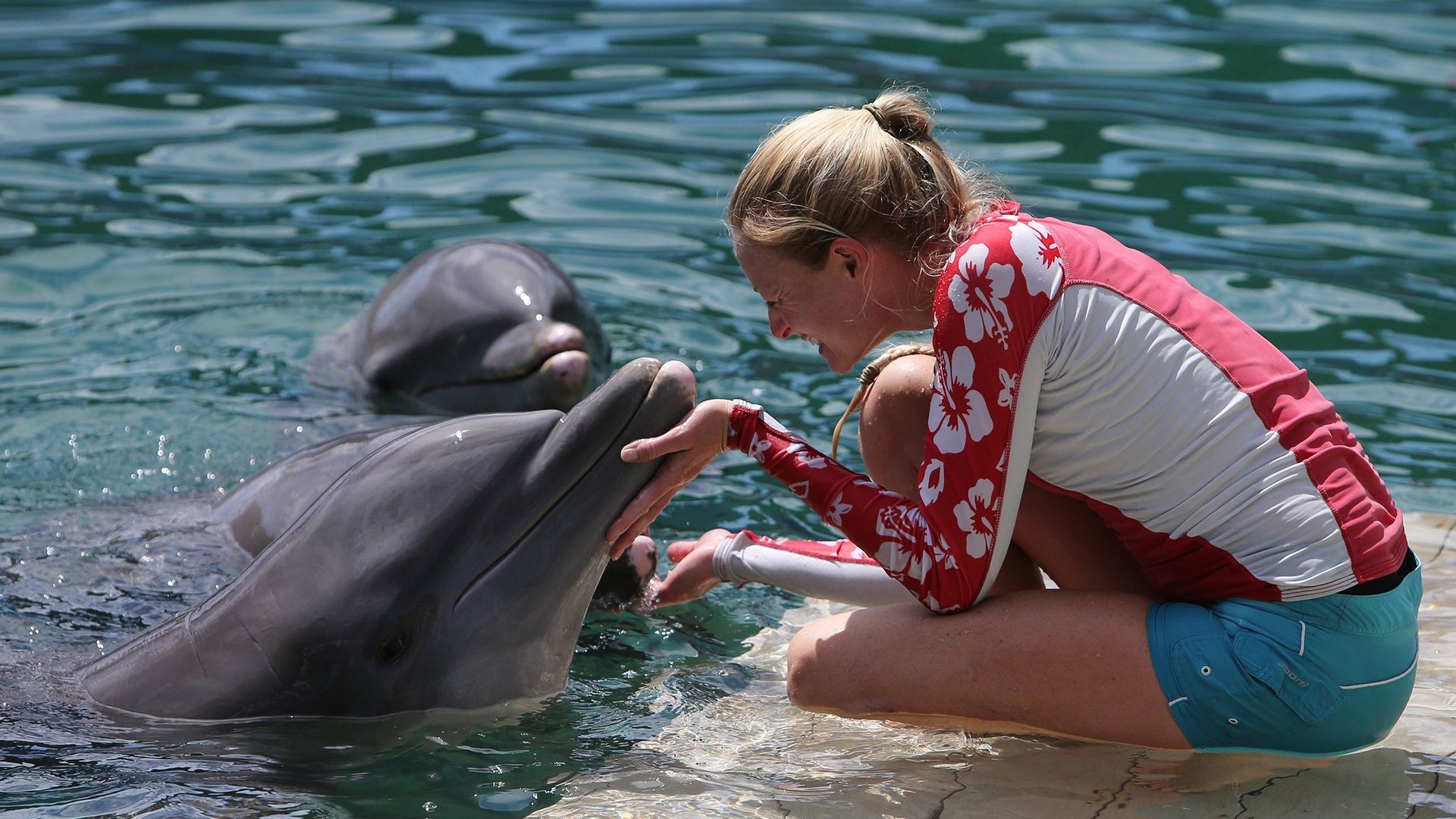What's next for the animals at Miami Seaquarium after marine park ...