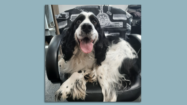 Minnesota dog's rescue sheds light on danger of abandoned wells - Axios ...