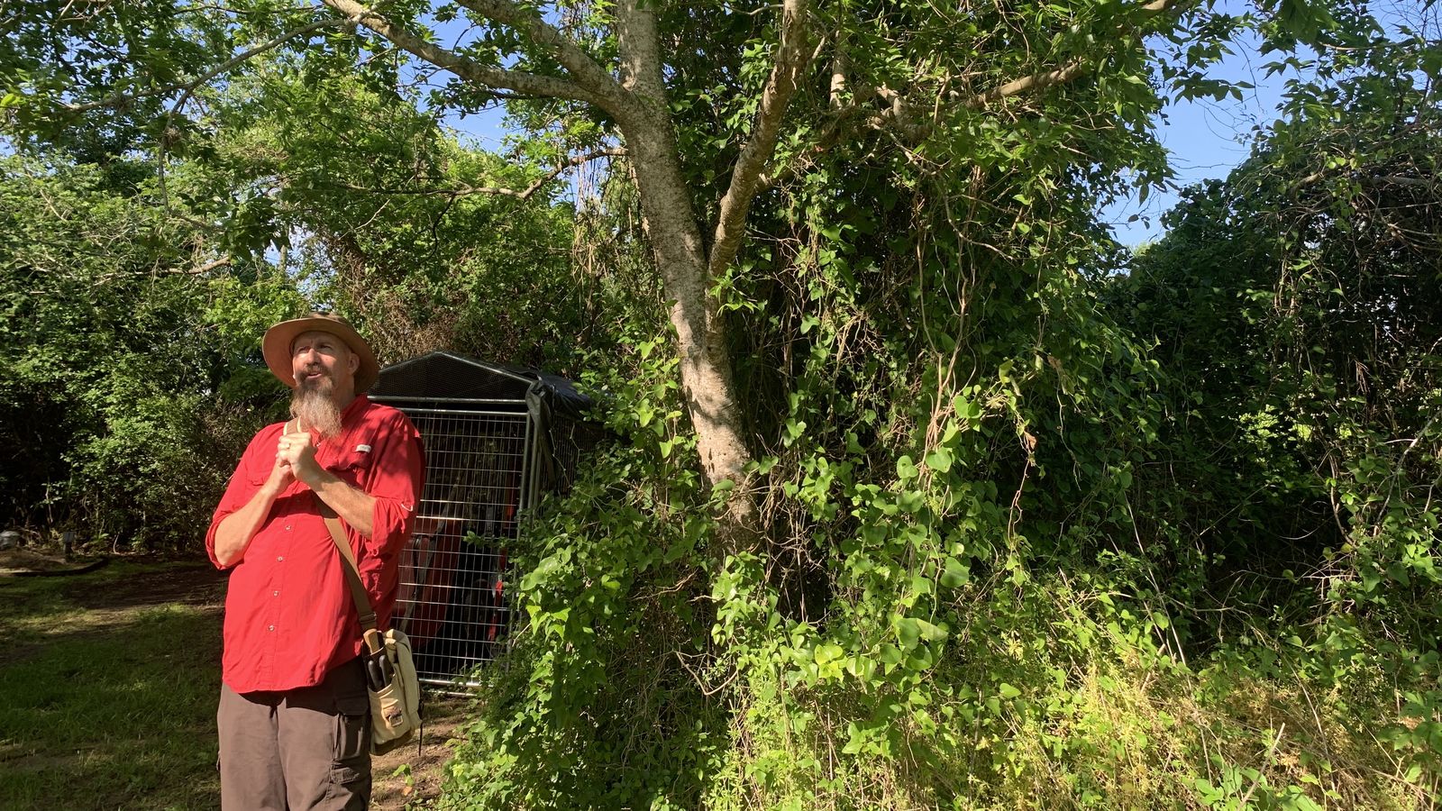 Foraging guide for beginners - Axios Houston