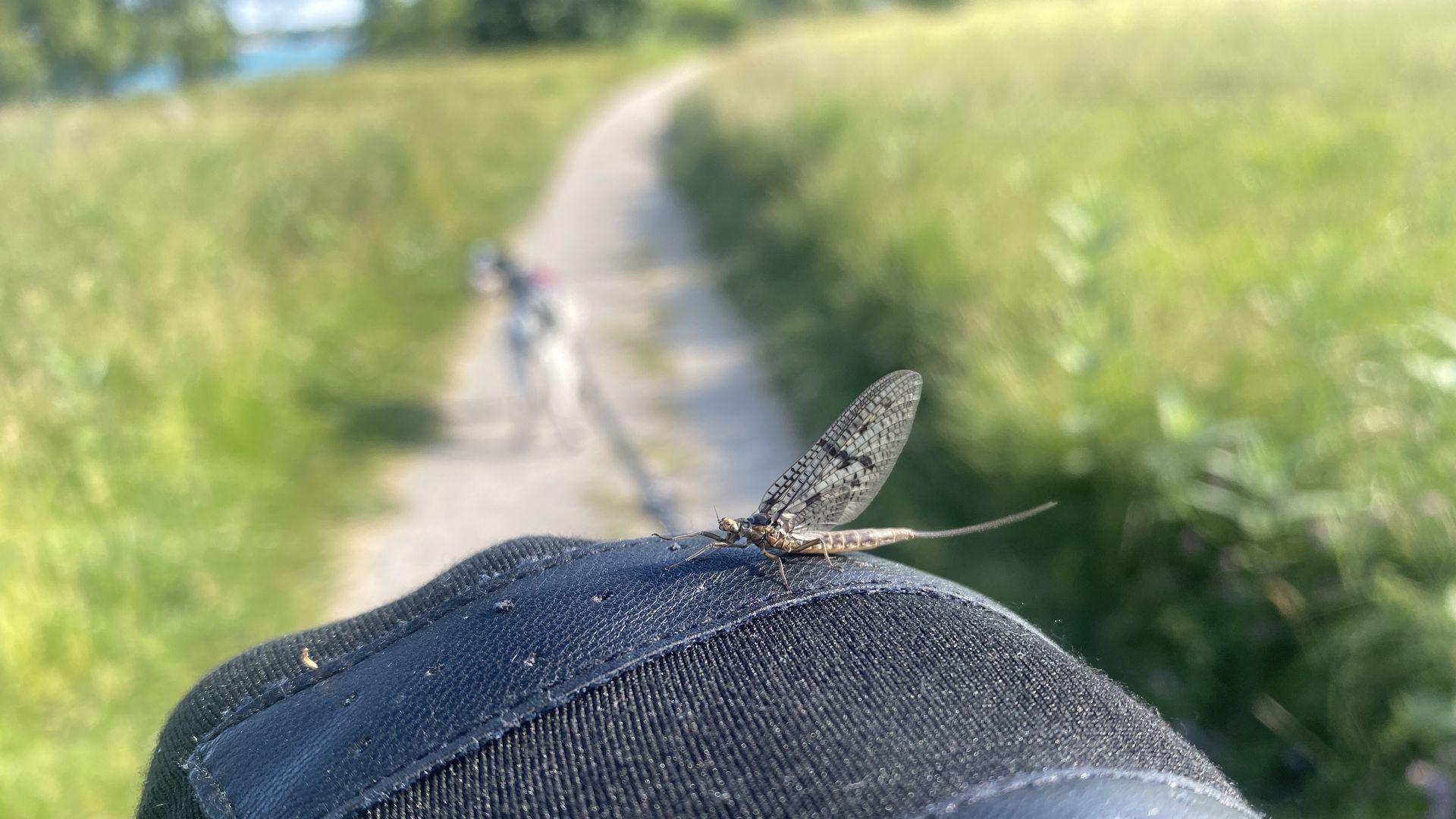 Can (or should) we eat fish flies? - Axios Detroit