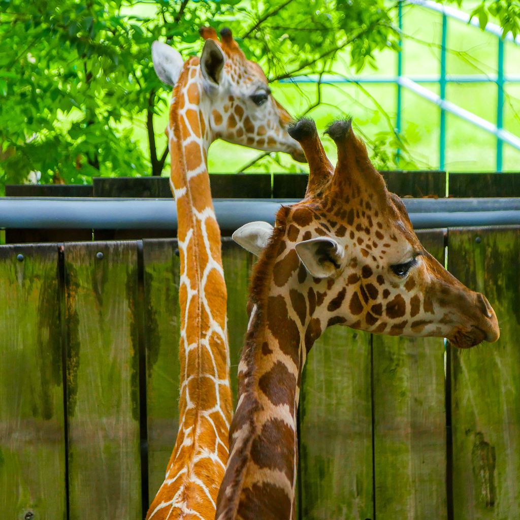 Zoo Giraffe