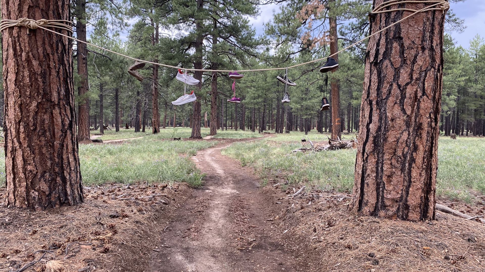 Take a shoeless walk through the woods at the new Barefoot Trail near ...