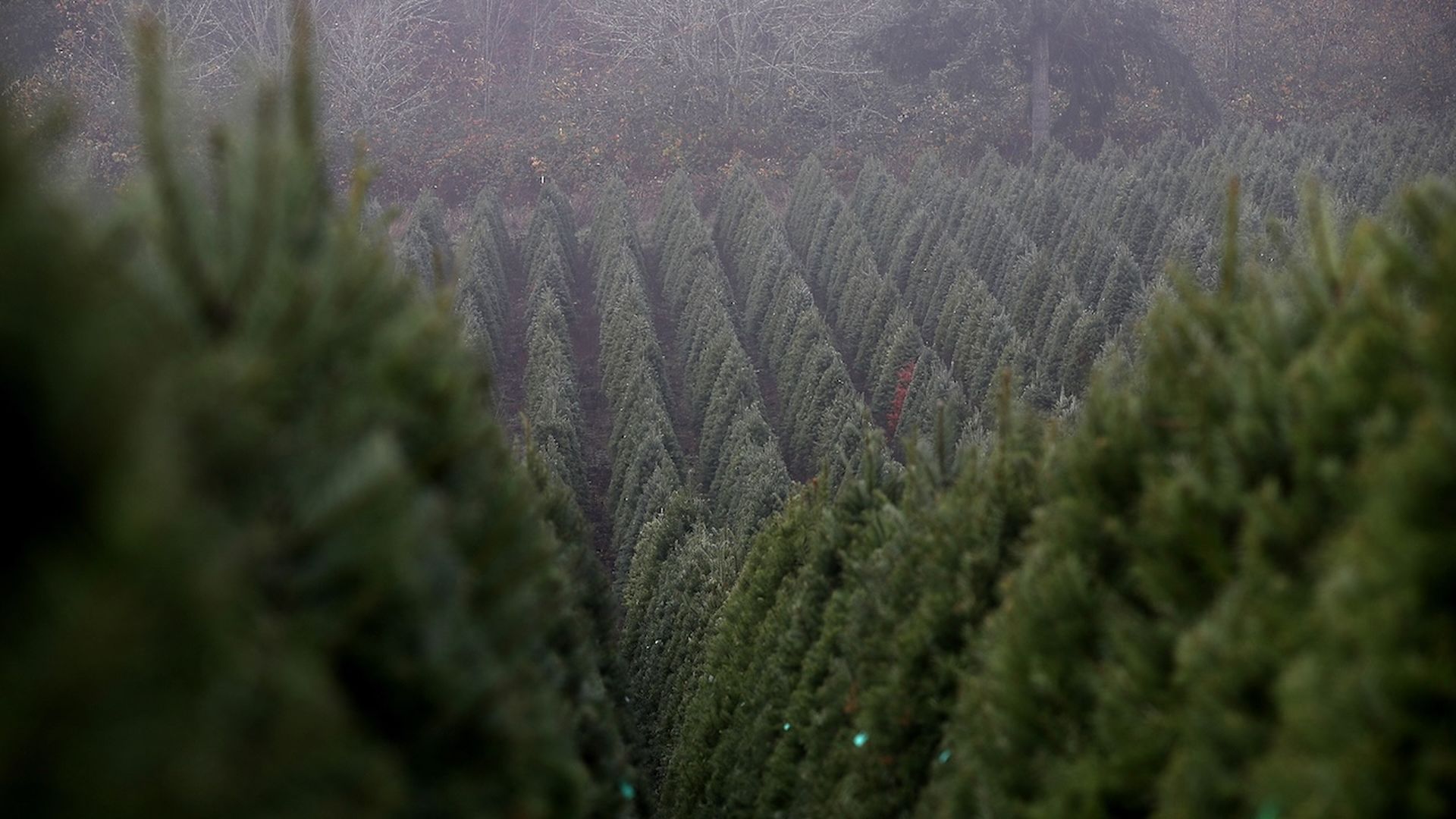 Here are 6 of Oregon's best Christmas tree farms - Axios Portland