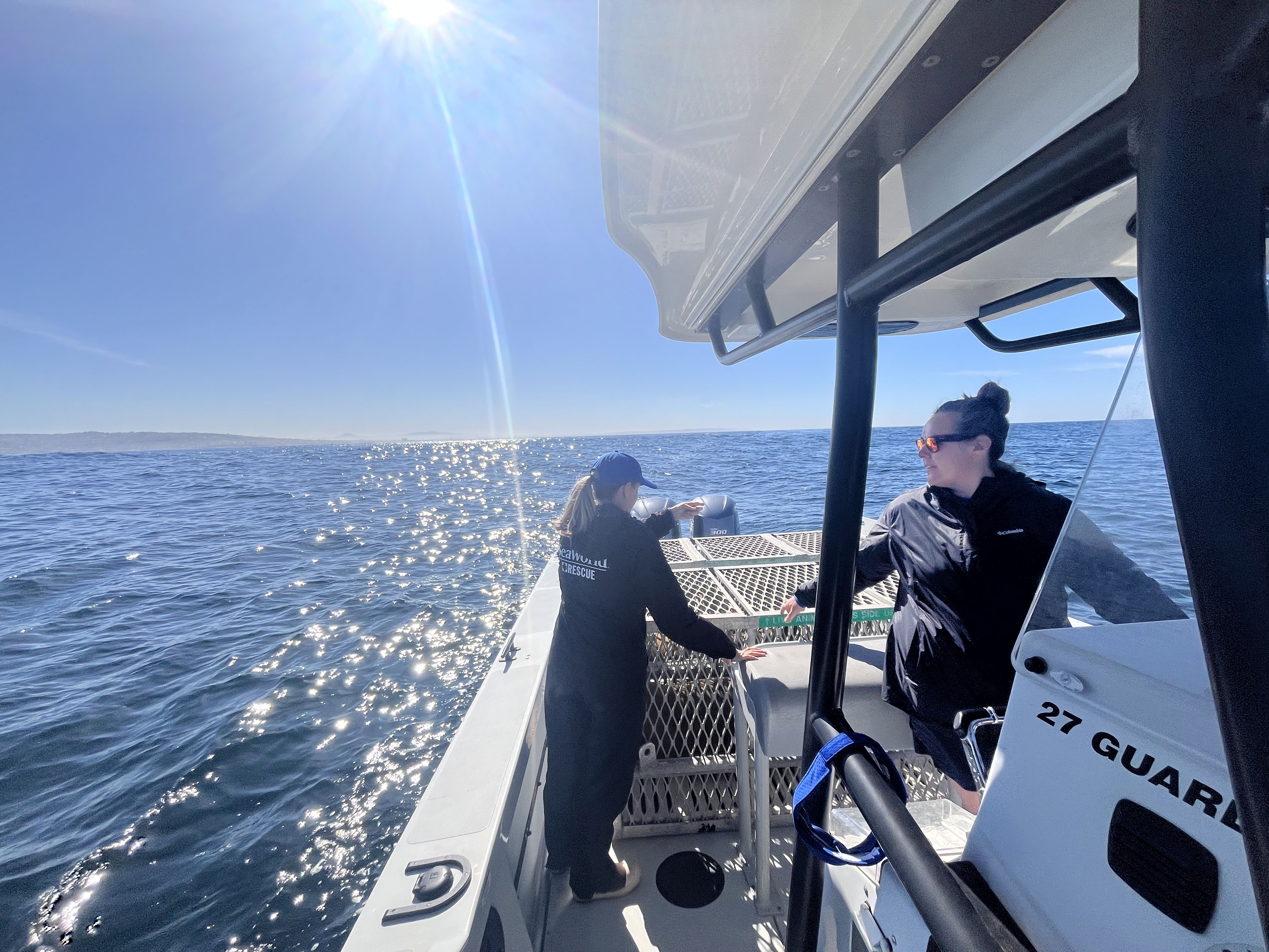 SeaWorld rescue team releases seven rehabilitated sea lions back into ...