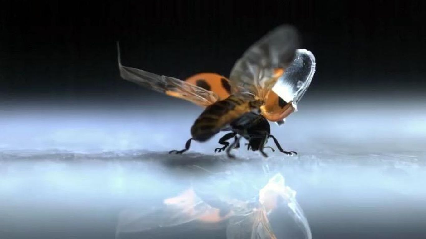 How a ladybug folds its wings