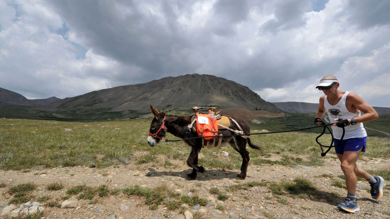 Burro racing in Colorado is back for the season - Axios Denver