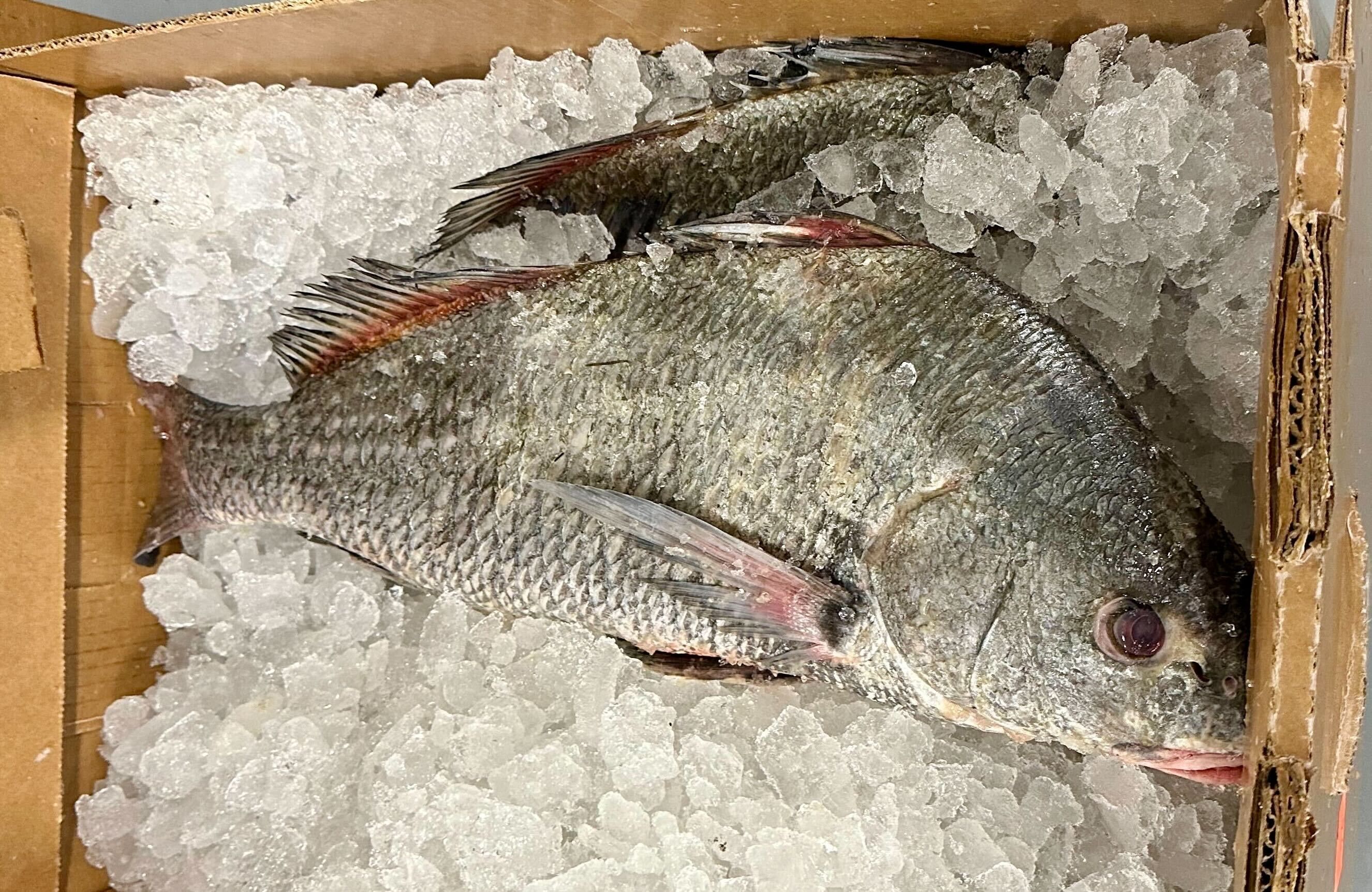 Locals Seafood's new Raleigh fish market brings the coast to the ...