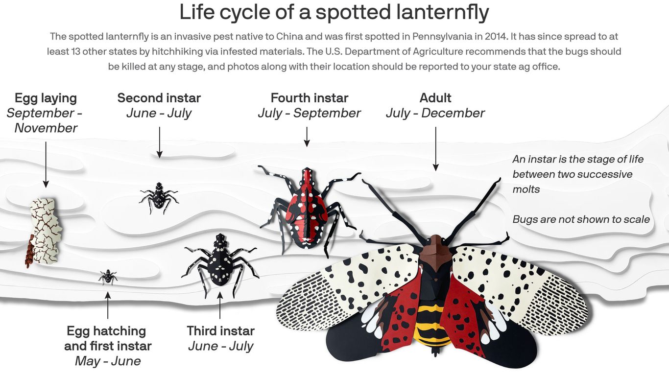 Spotted lanternfly invasion is a menace in Pennsylvania - Axios ...