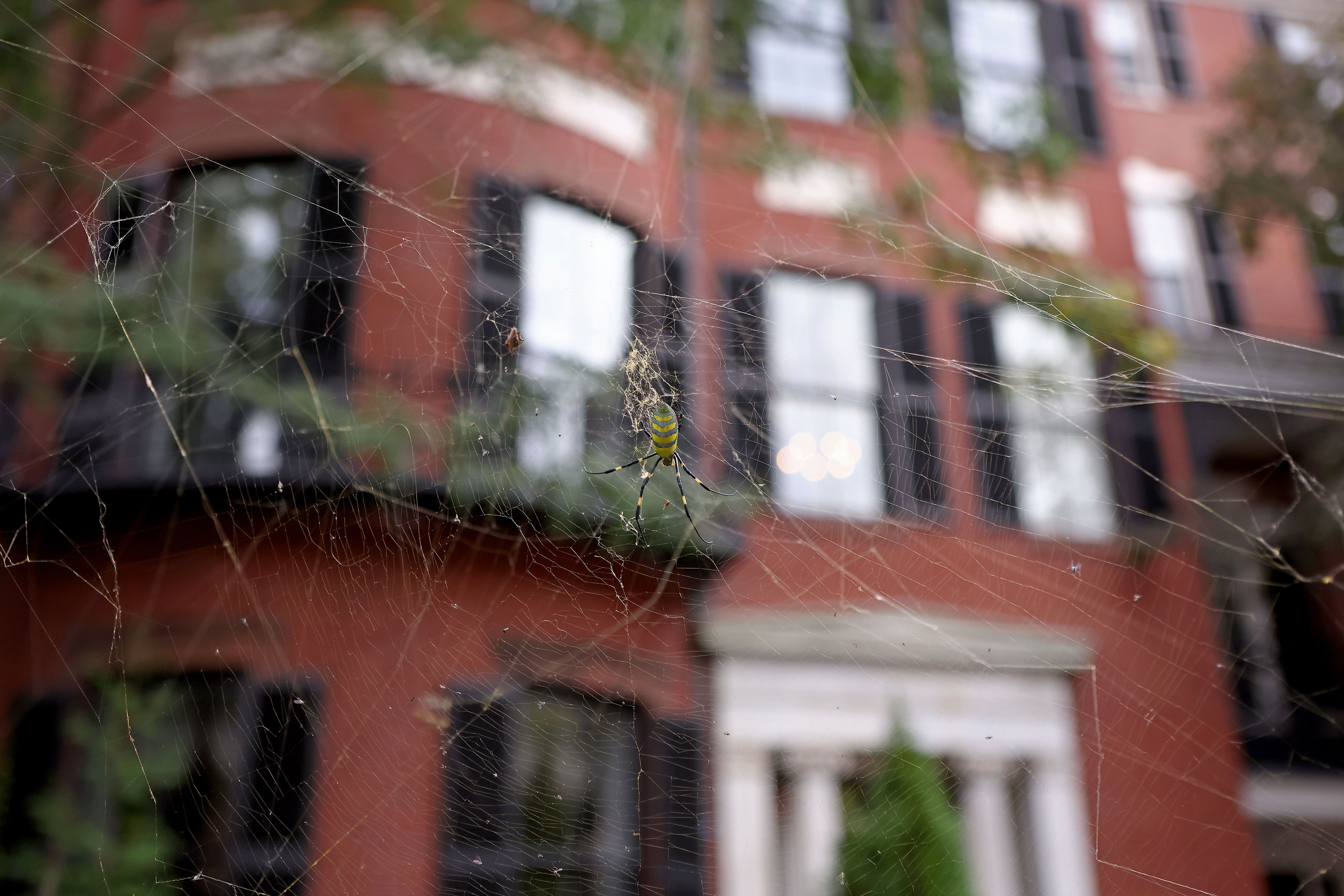 Joro spiders have landed in Massachusetts - Axios Boston