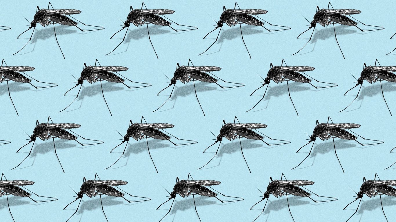 Dengue fever in Florida: How many cases are in Tampa Bay - Axios Tampa Bay