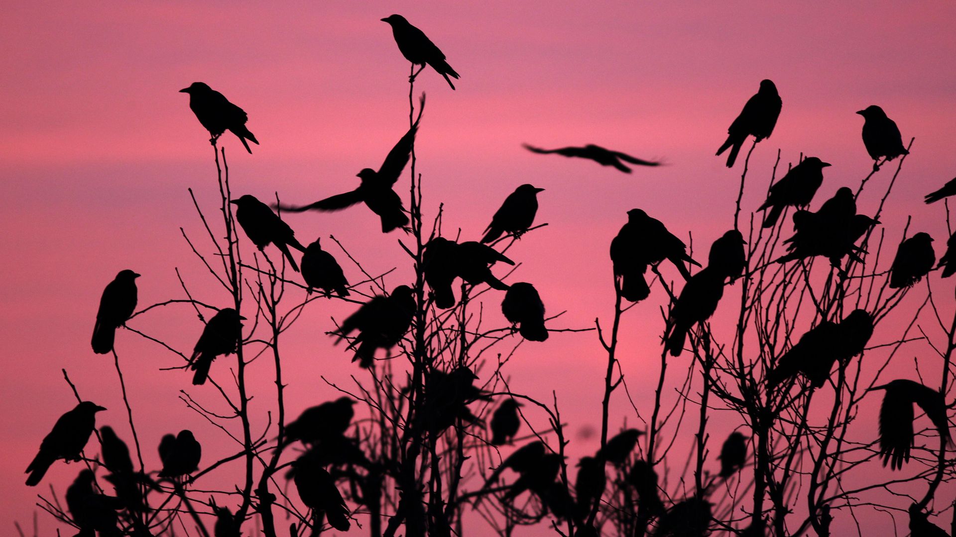 Why crows are dive-bombing people across Portland right now - Axios ...