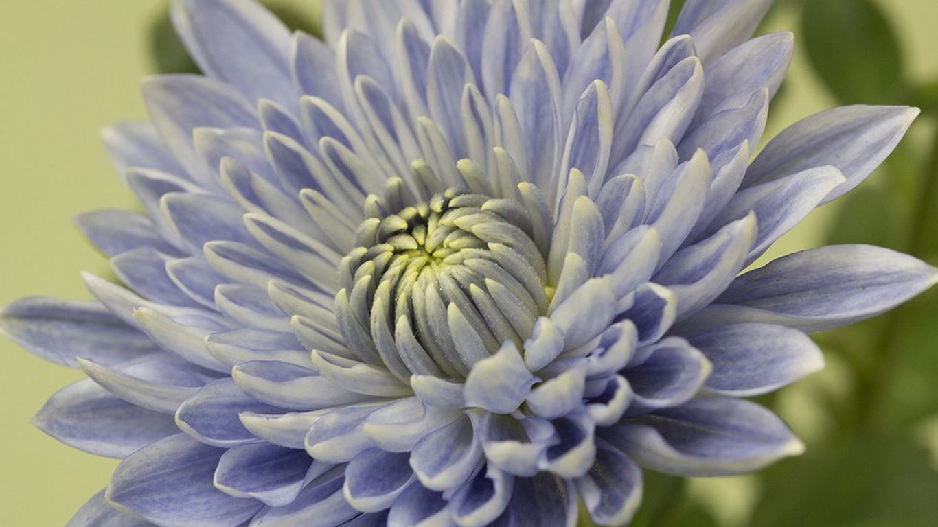 Scientists finally made the world's first blue chrysanthemum