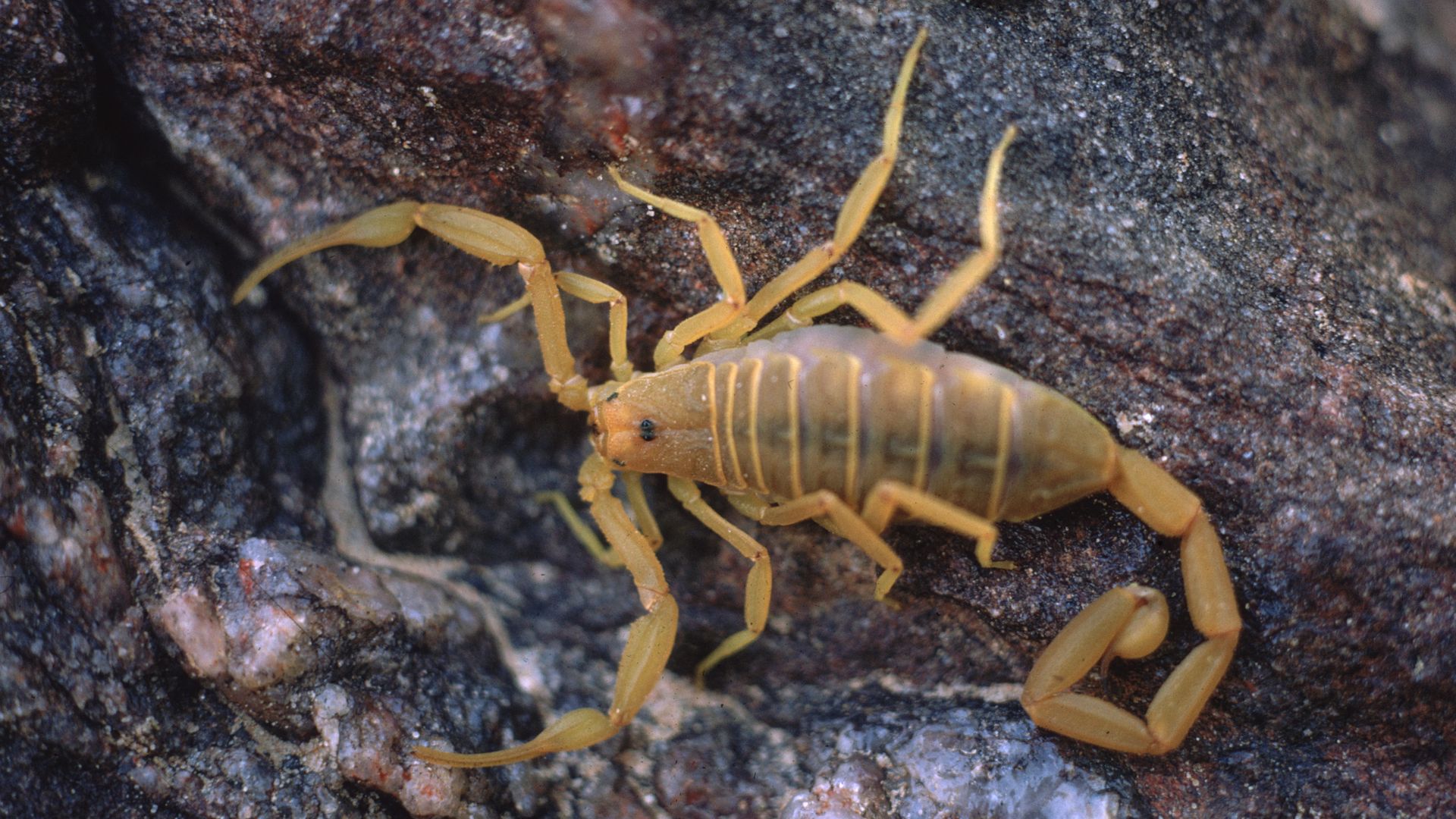 Phoenix scorpion sightings are on the rise - Axios Phoenix