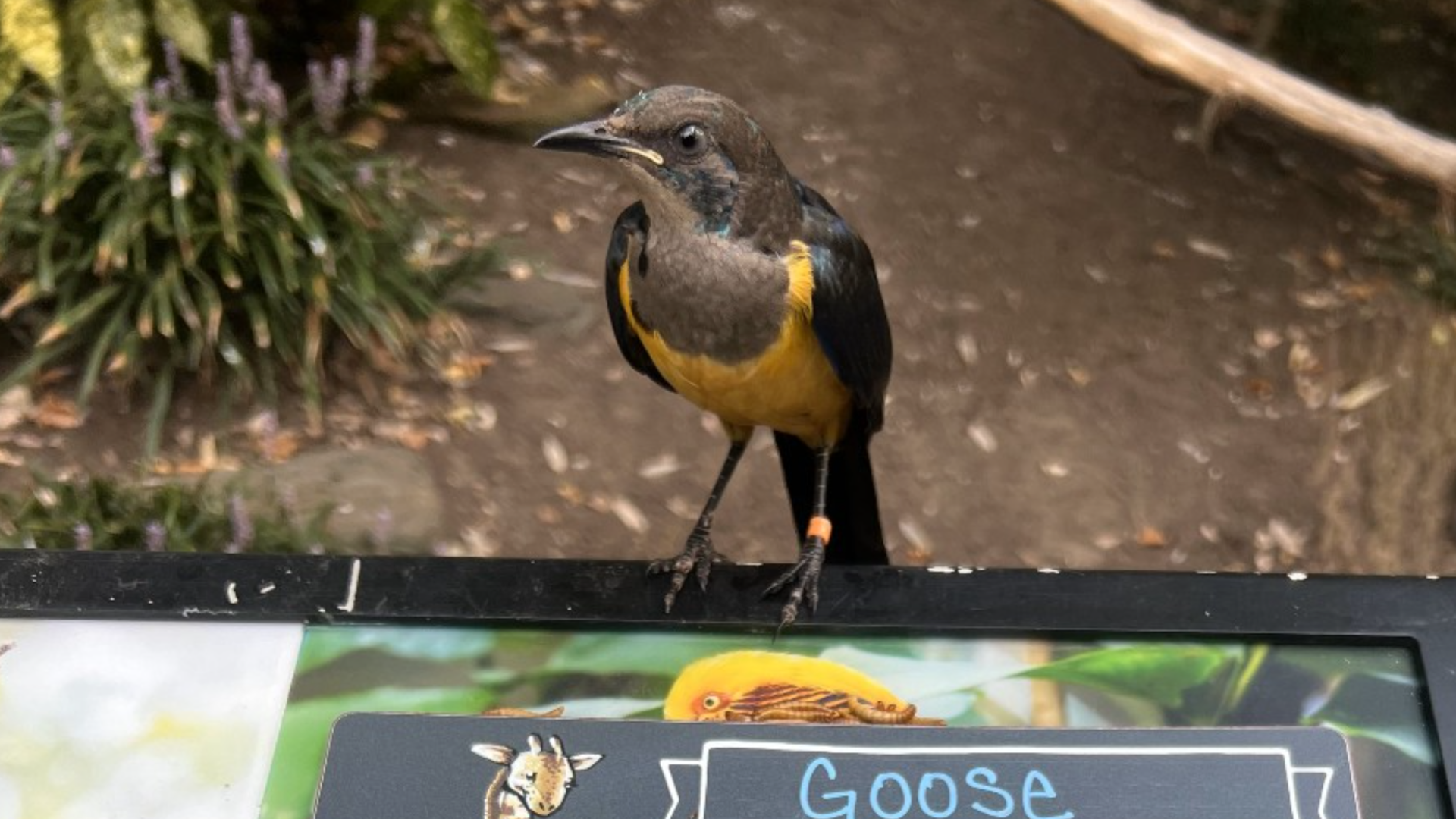 Philadelphia Zoo's new animals - Axios Philadelphia