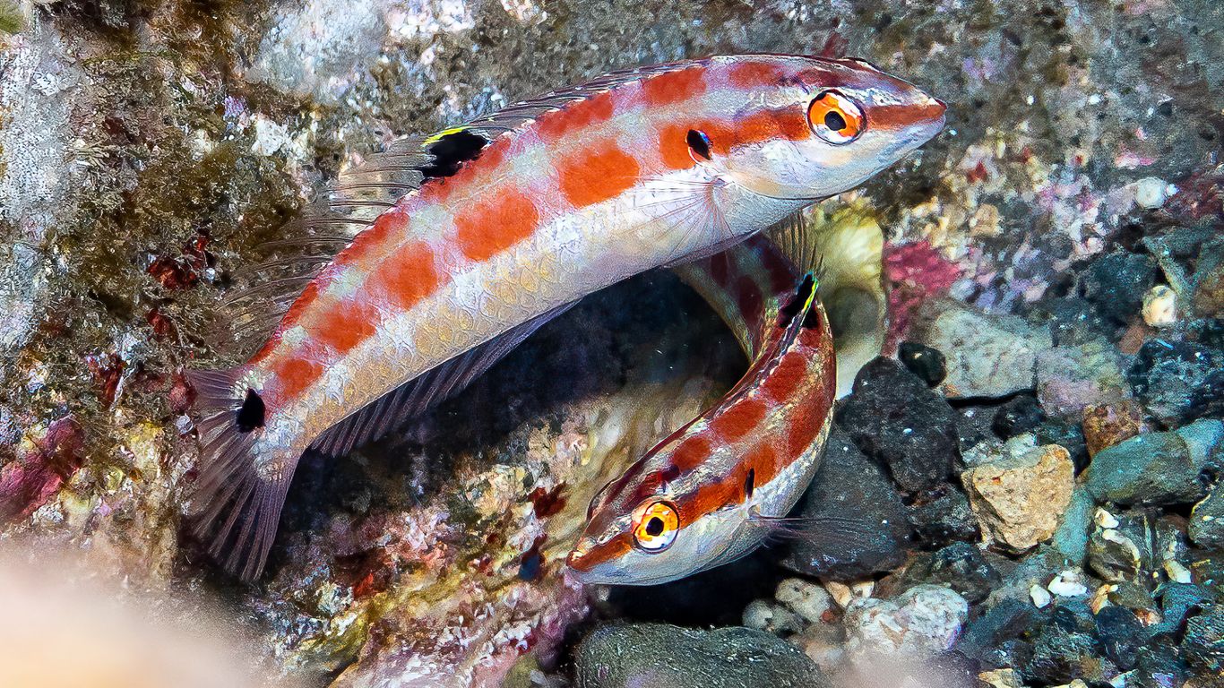 Scripps Institute of Oceanography discovers new fish species - Axios ...
