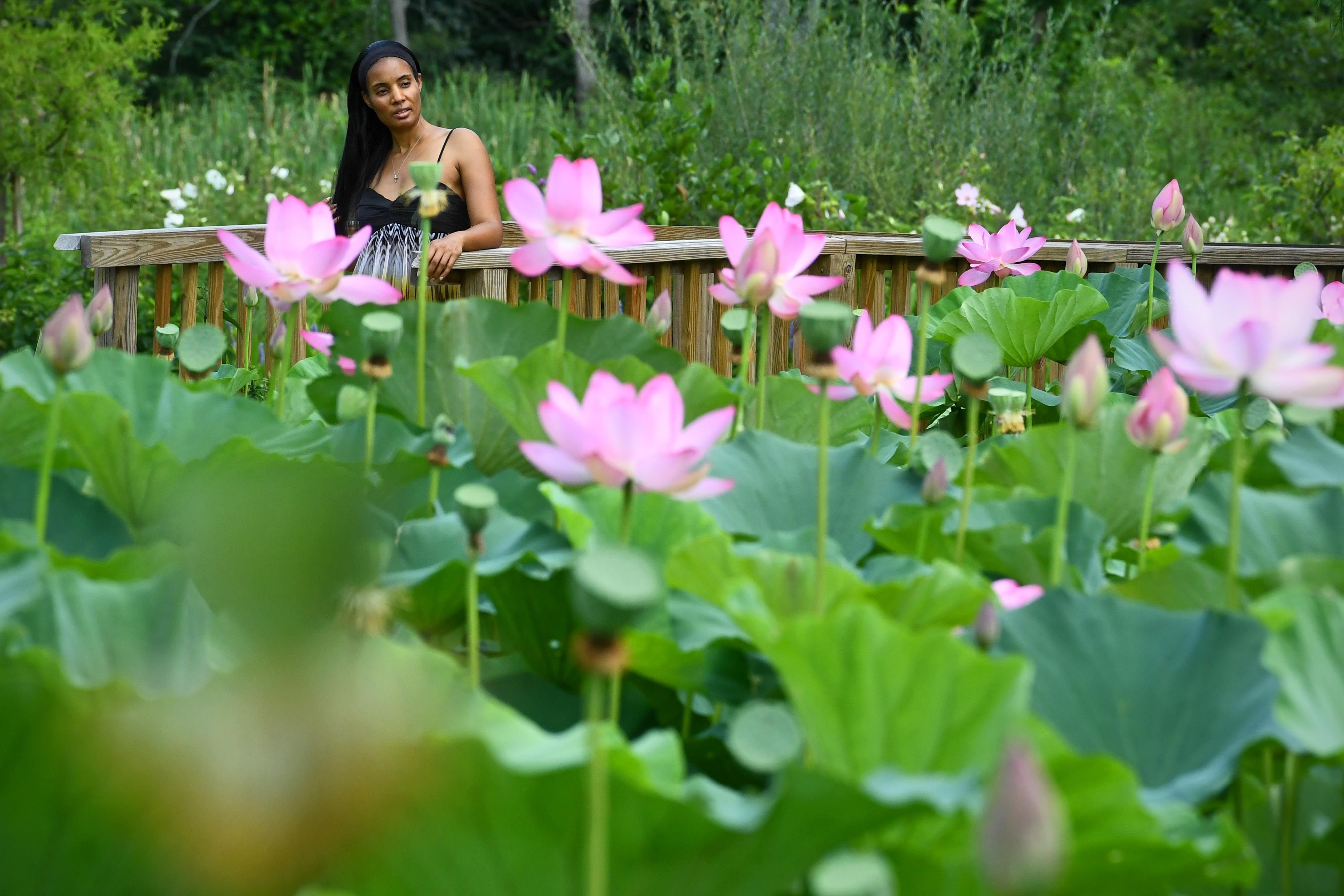 Lotus in bloom - Axios Washington D.C.
