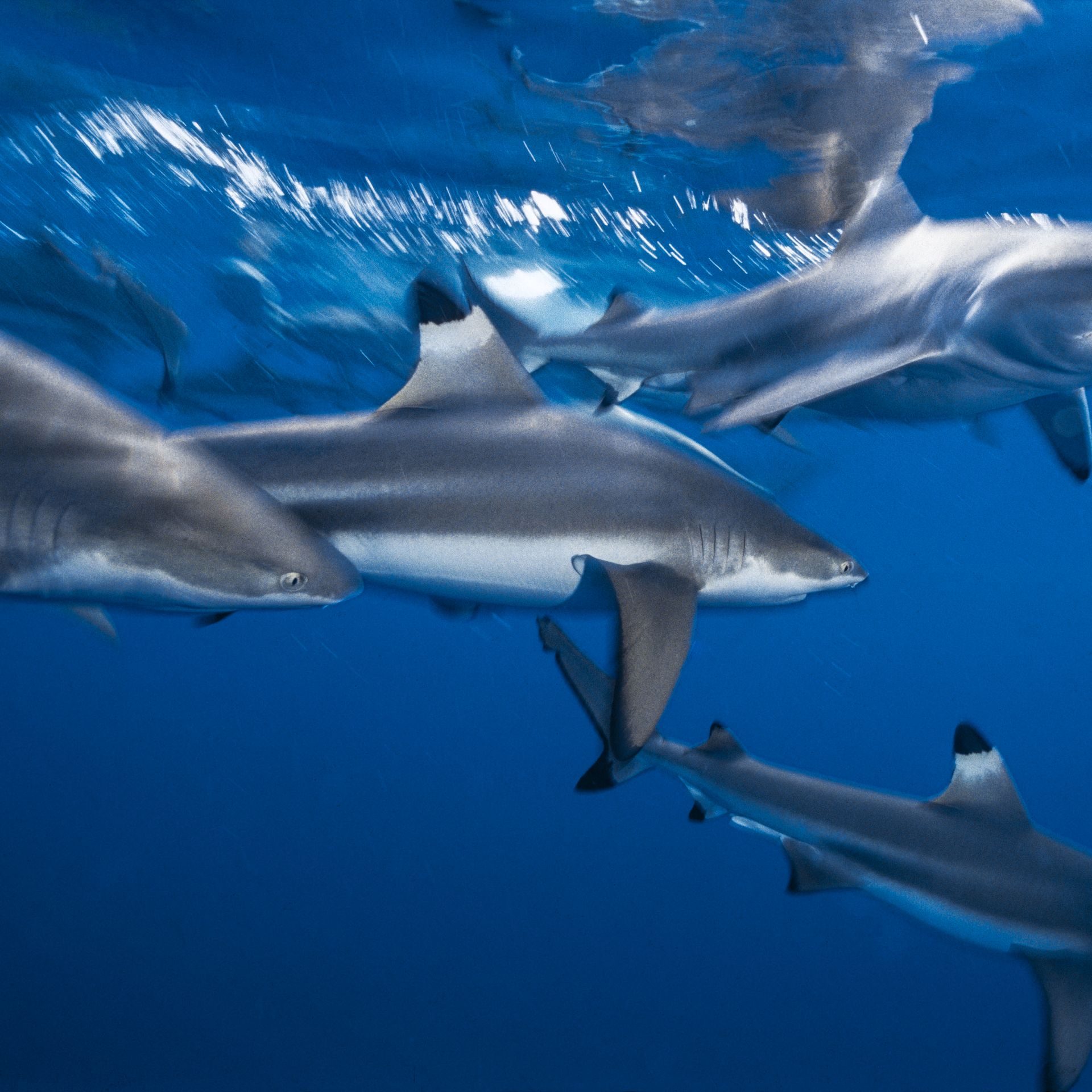 Caribbean Reef Shark