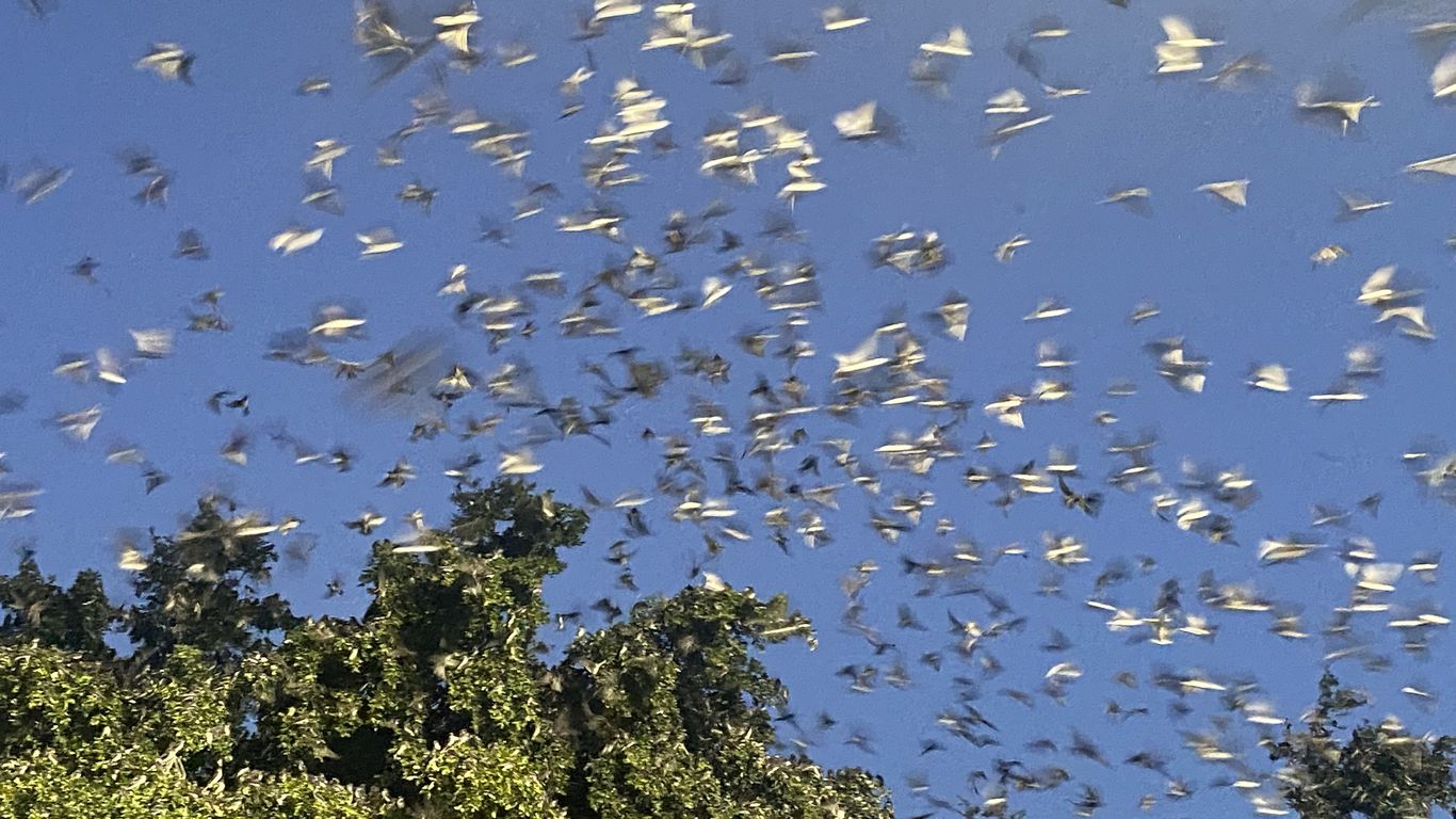 Purple martins return for their short stay - Axios Houston