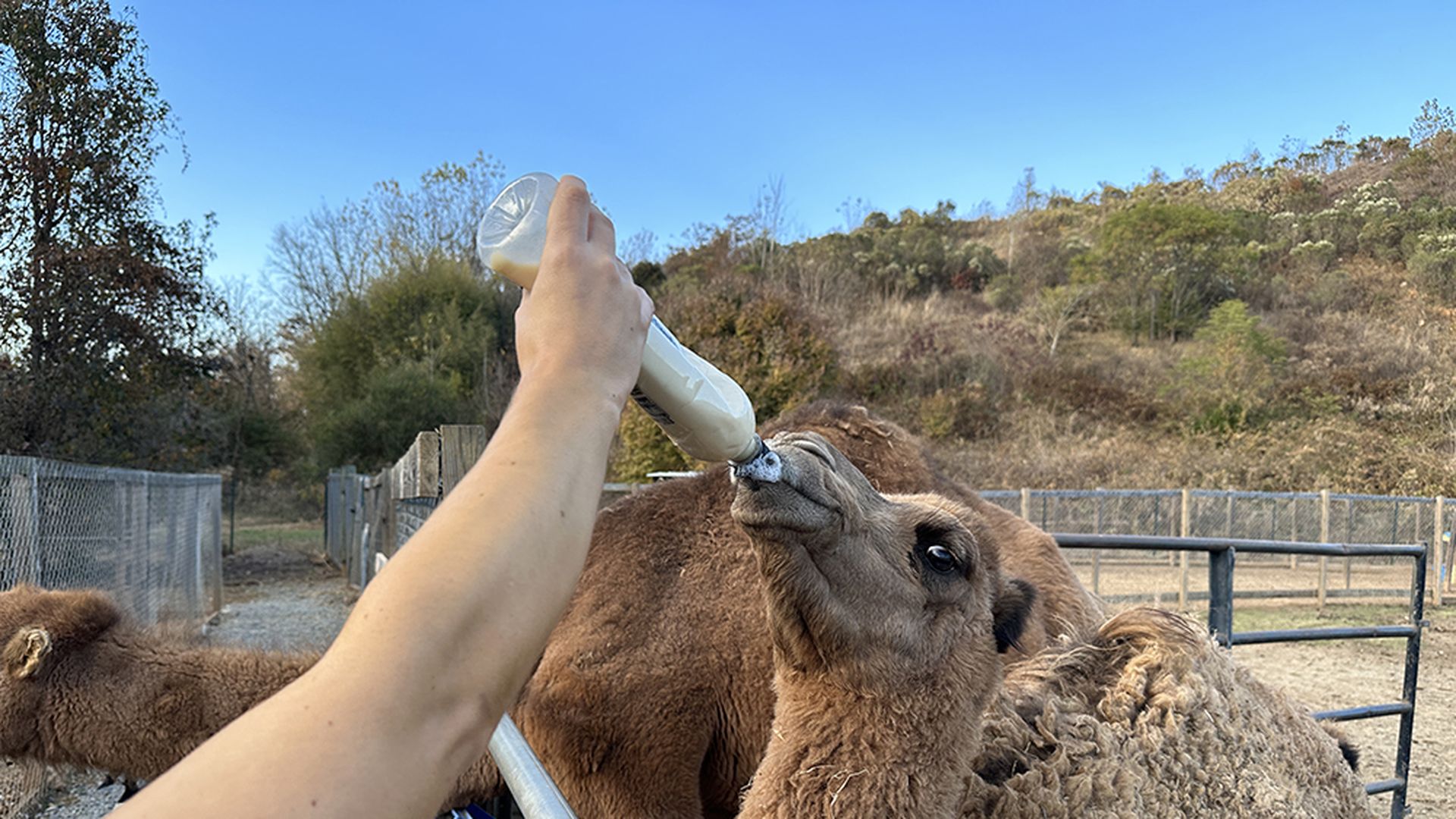 Spend a day with exotic animals at Darby Safari in northwest Charlotte ...