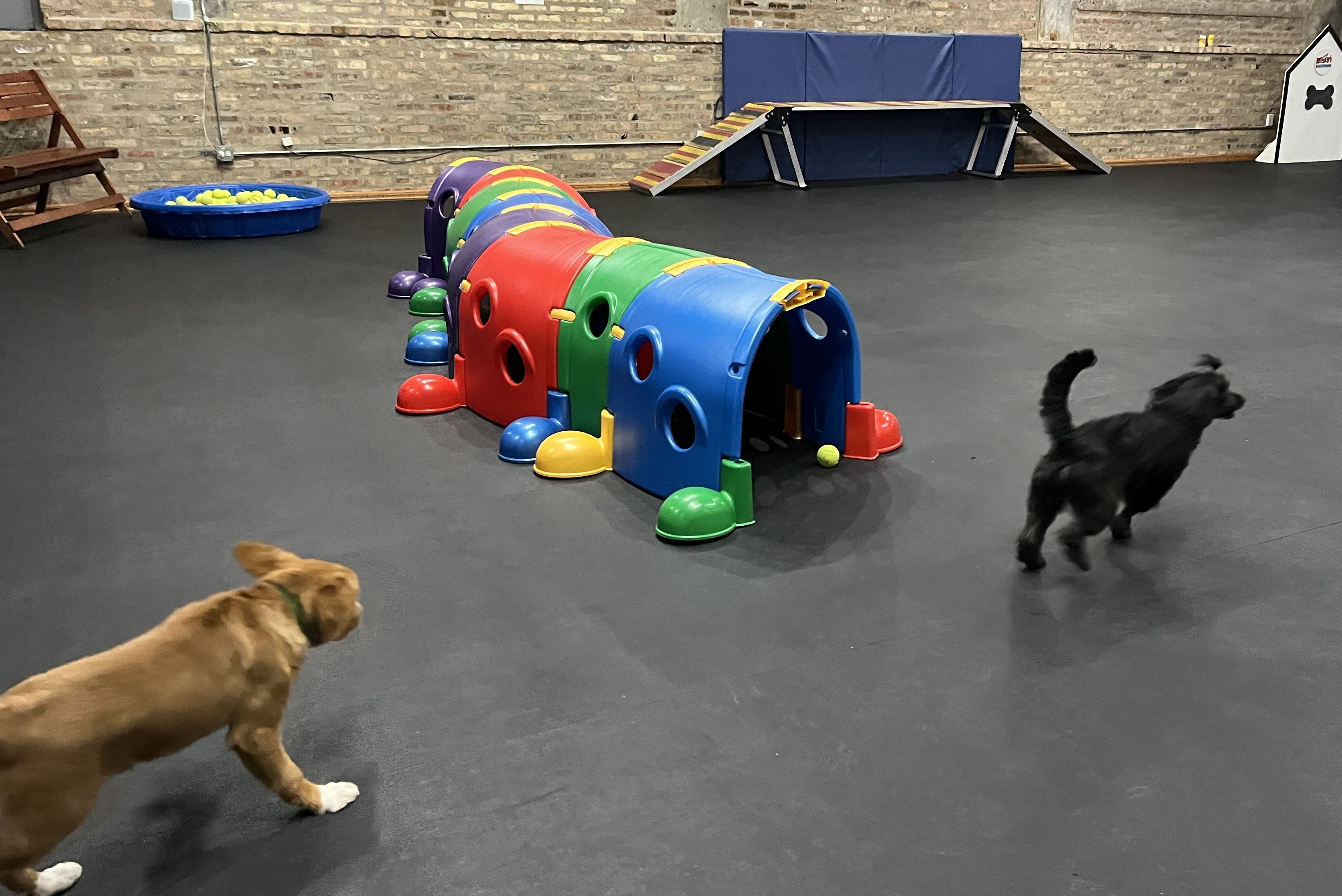 How to keep dogs safe and entertained during winter - Axios Chicago