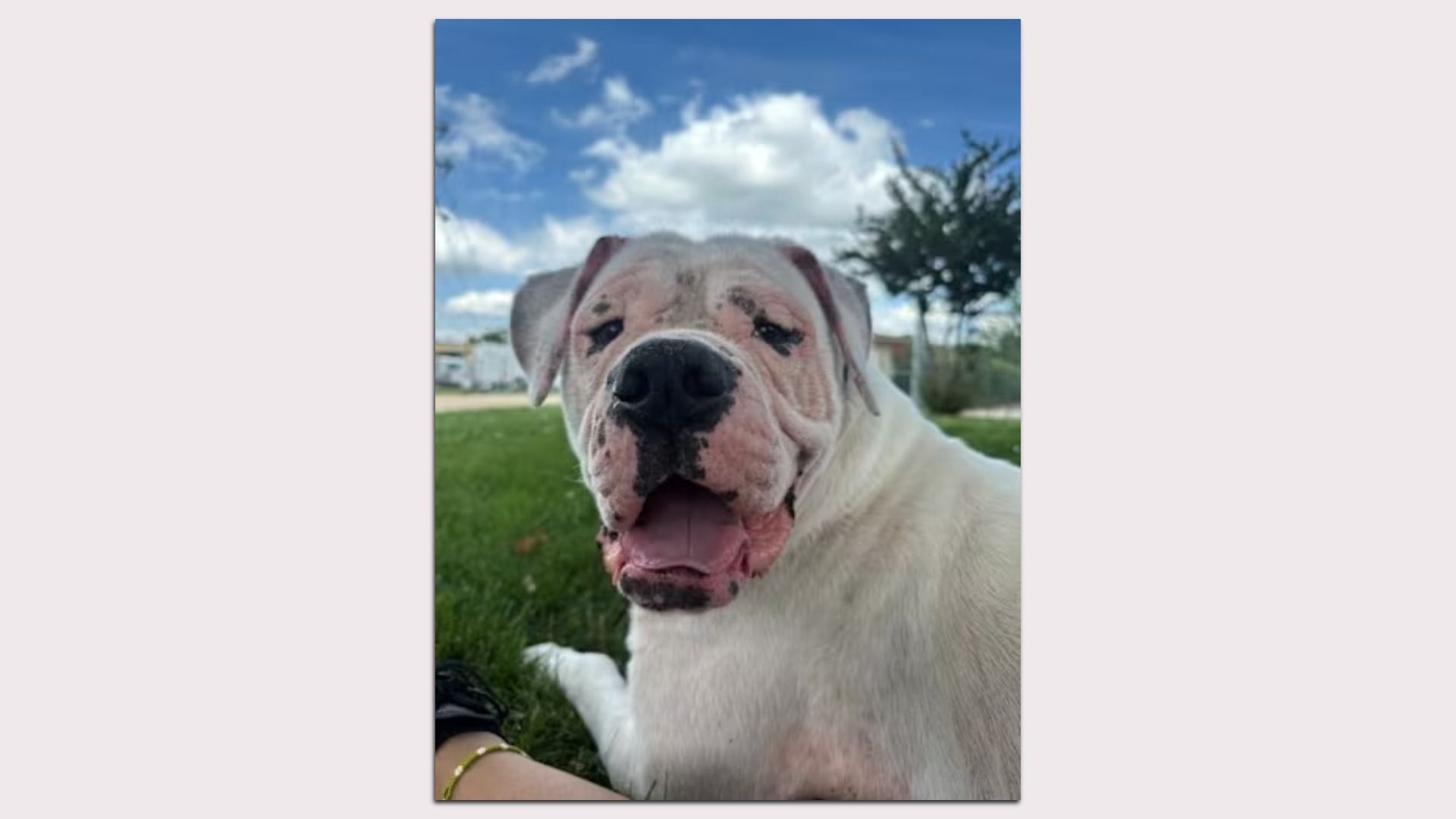 Requests to surrender dogs soar at Richmond's animal shelter - Axios ...