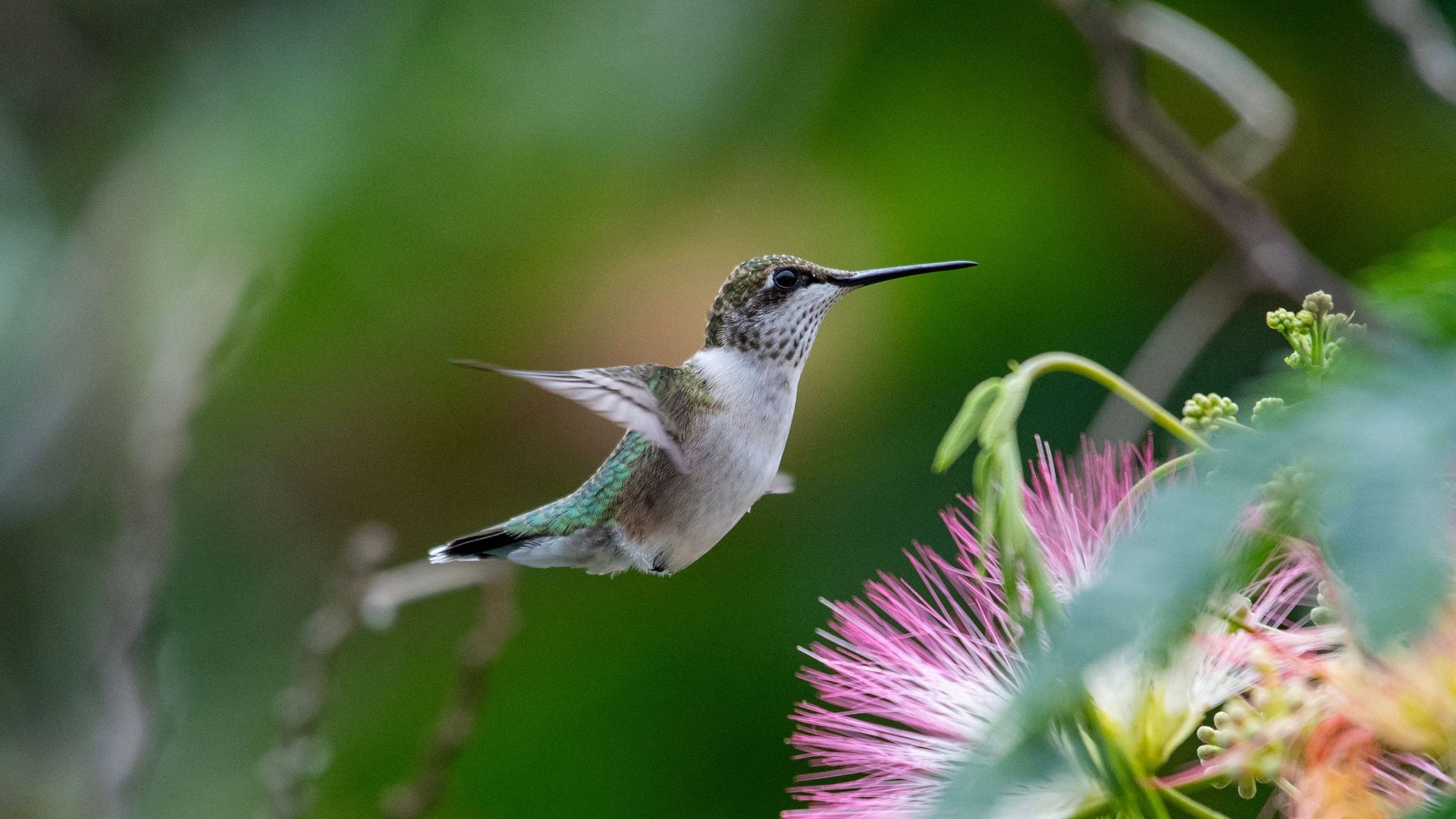 Hummingbirds return to Atlanta: Get feeders ready - Axios Atlanta