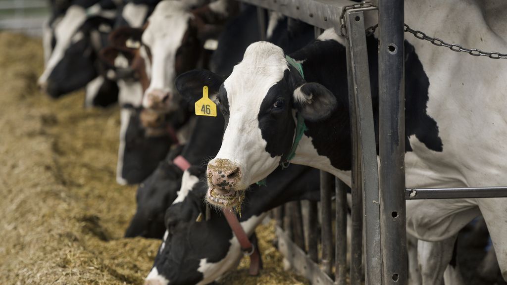 Person in Texas contracted bird flu after exposure to infected cows