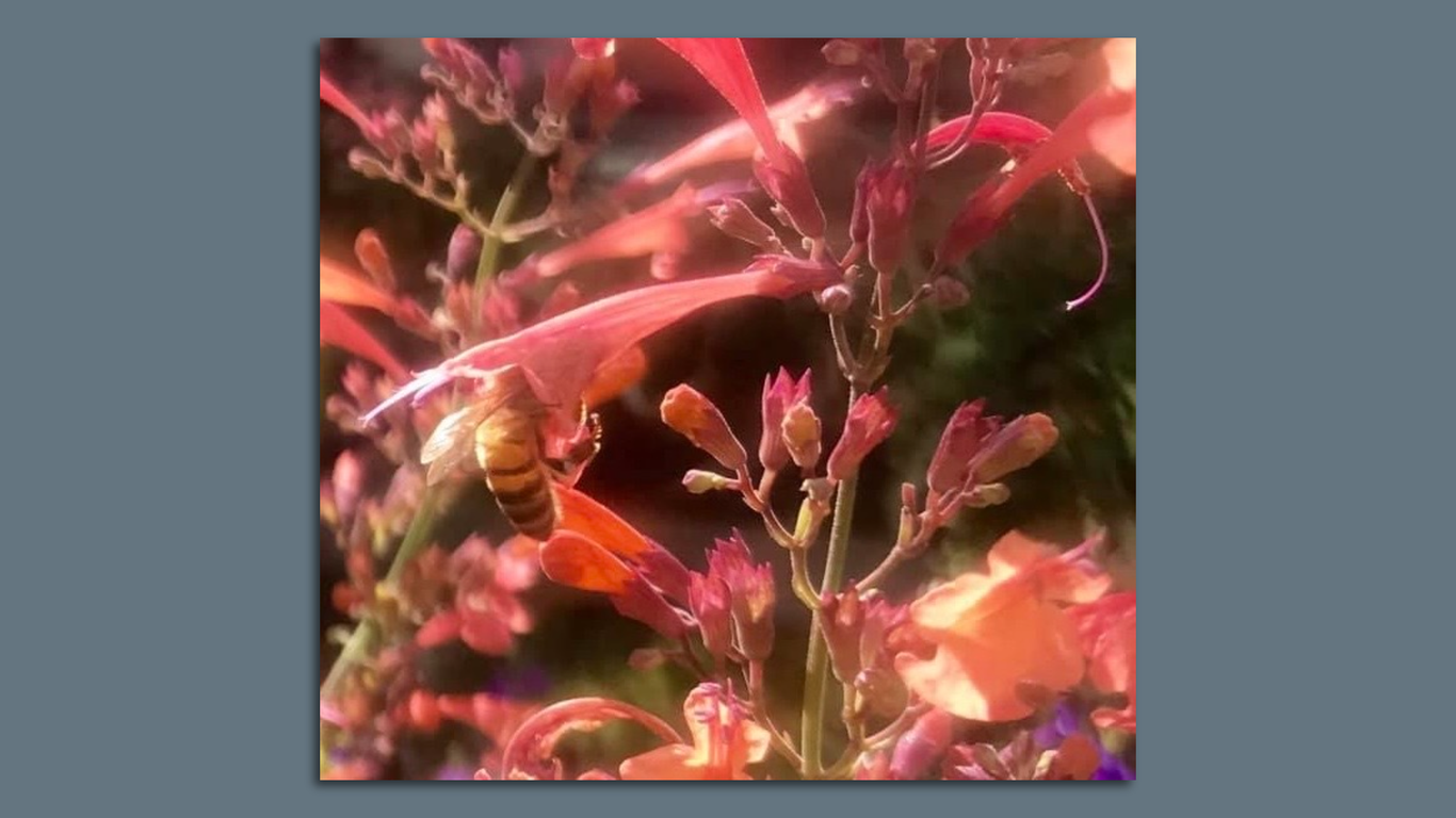 Pollinators to plant right now in Seattle - Axios Seattle