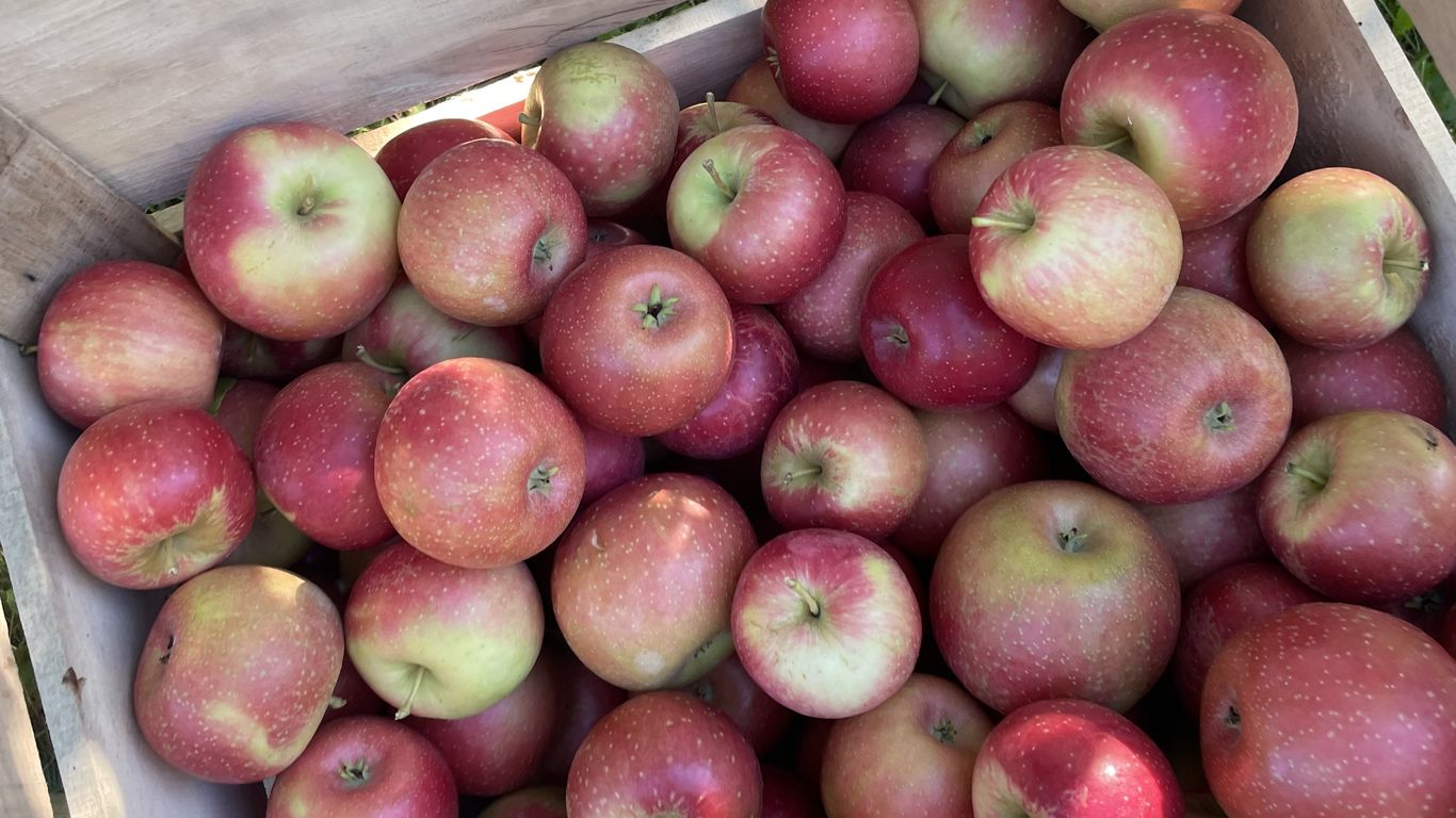 21 Minnesota apple orchards to visit this fall - Axios Twin Cities
